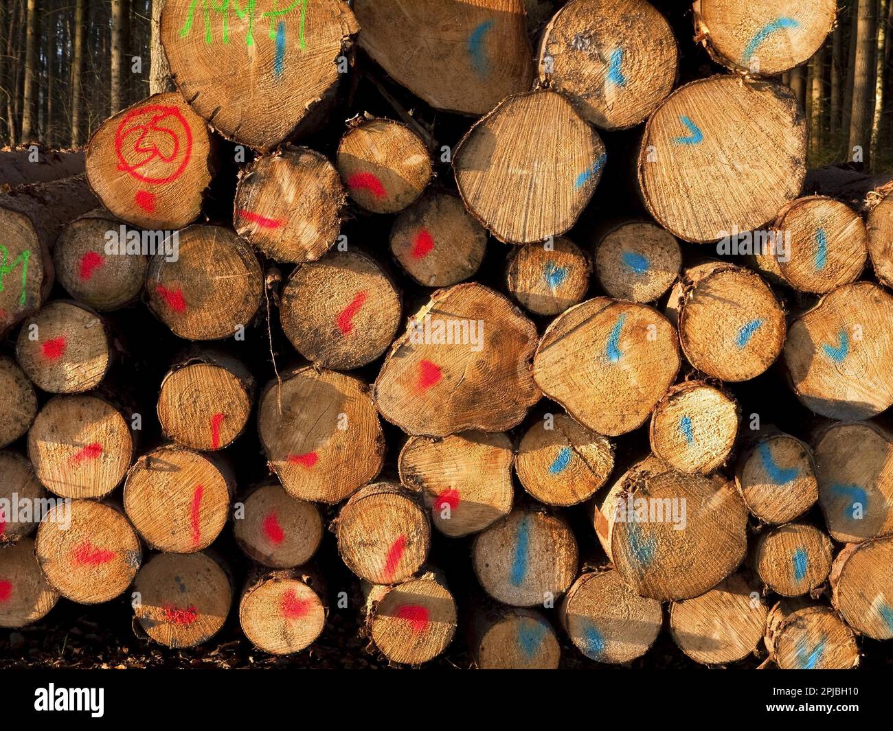 Lumber in the forest with coloured markings Stock Photo - Alamy