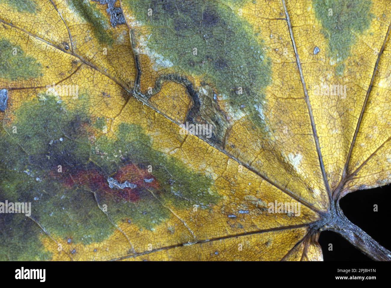 Withered Norway Maple Leaf Stock Photo - Alamy