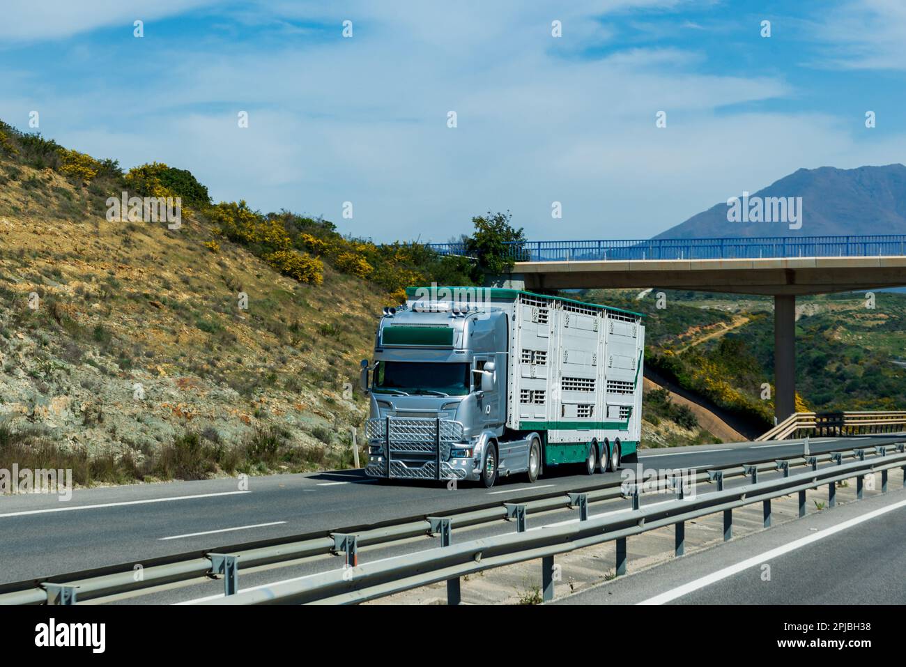 Special semi -trailer truck for the transport of cattle Stock Photo - Alamy