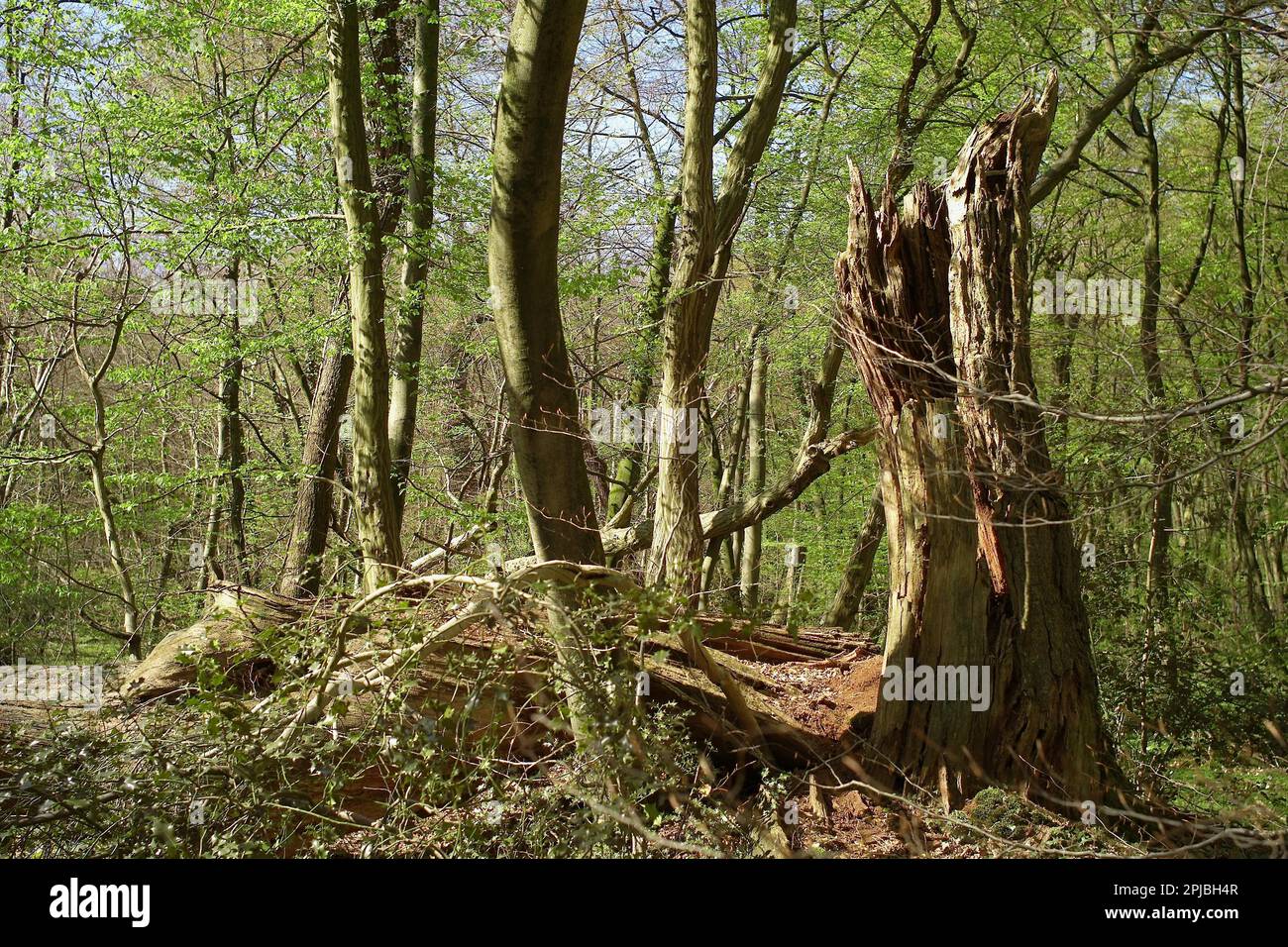 Primeval soil hi-res stock photography and images - Alamy