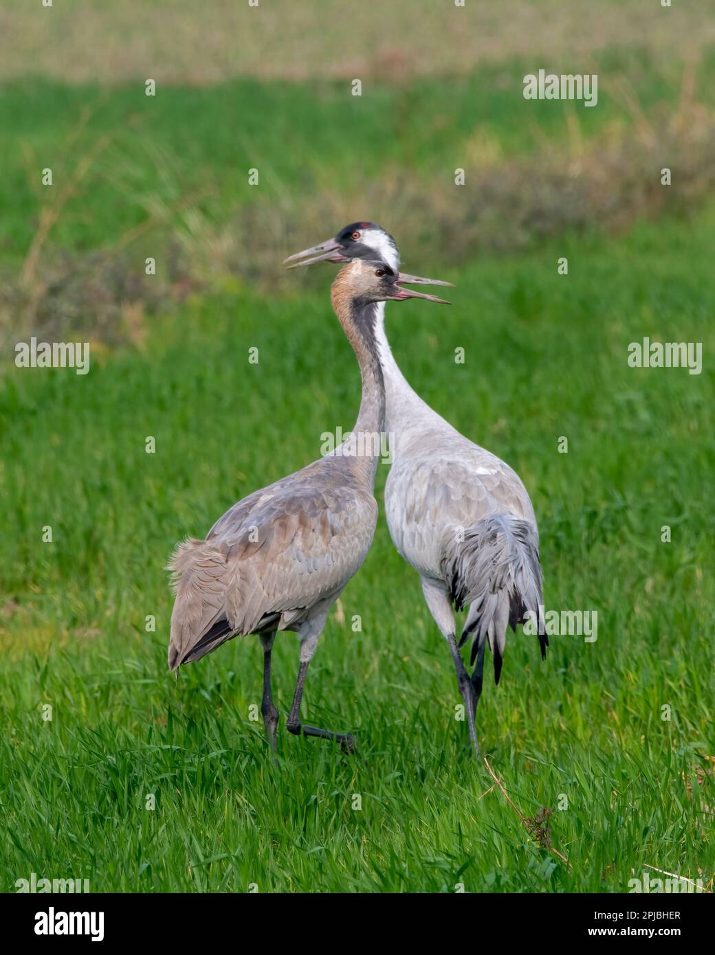Common crane (Grus grus), also known as the Eurasian crane, observed ...