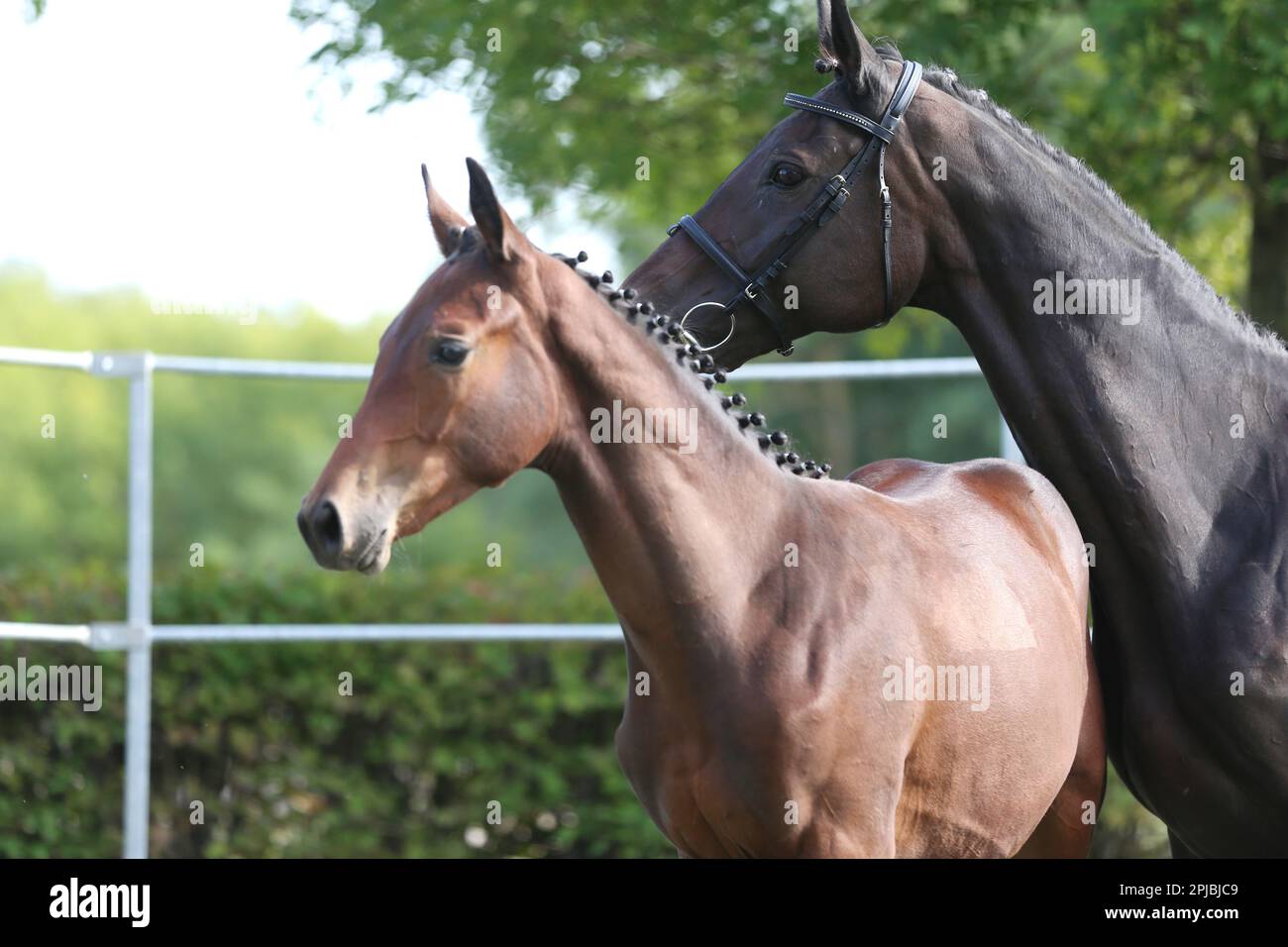 Chestnut horse anatomy hi-res stock photography and images - Alamy