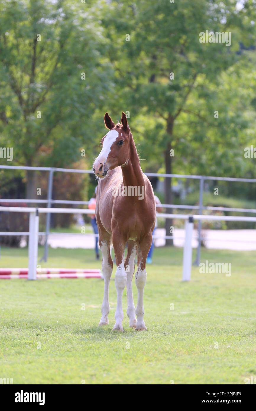 Portrait close up of a beautiful young chestnut foal. Head shot of a ...