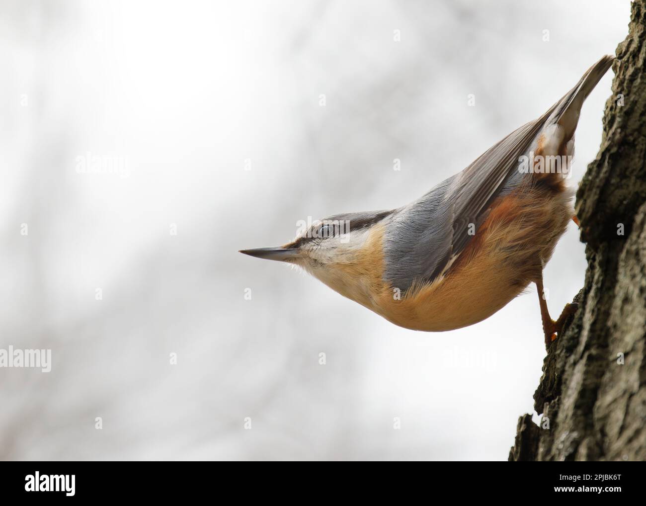 Eurasian Nuthatch clinging to tree Stock Photo - Alamy