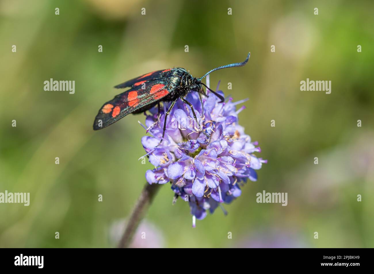 Devils bit ireland hi-res stock photography and images - Alamy