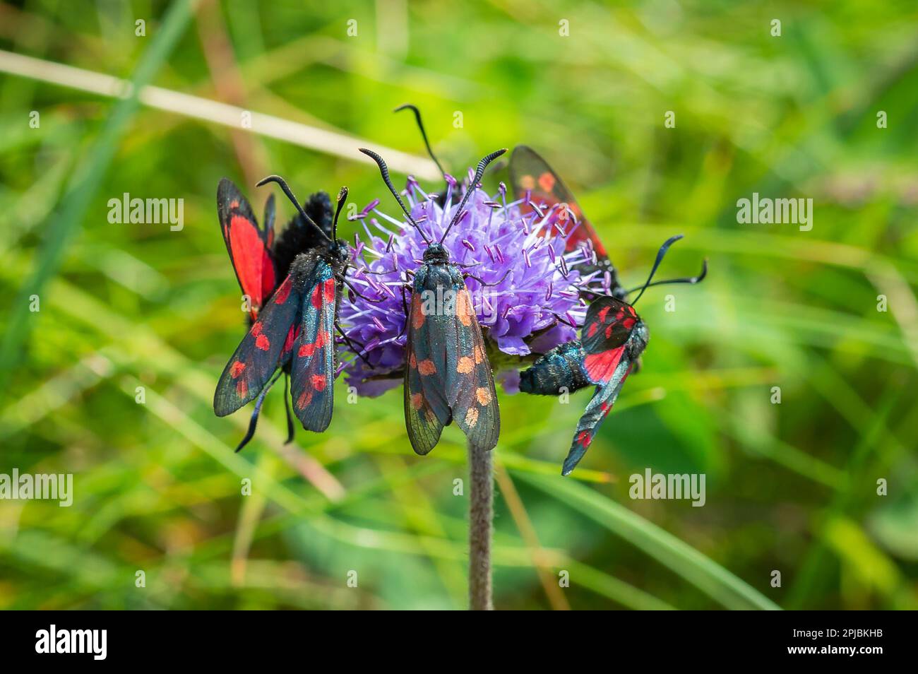 Devils bit ireland hi-res stock photography and images - Alamy