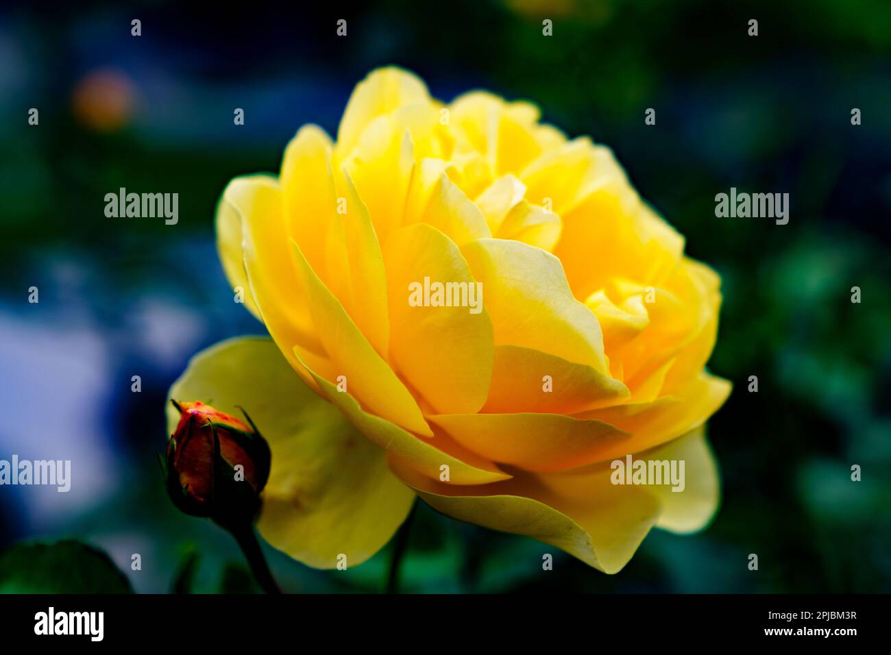 Yellow Rose close up from the side Stock Photo - Alamy