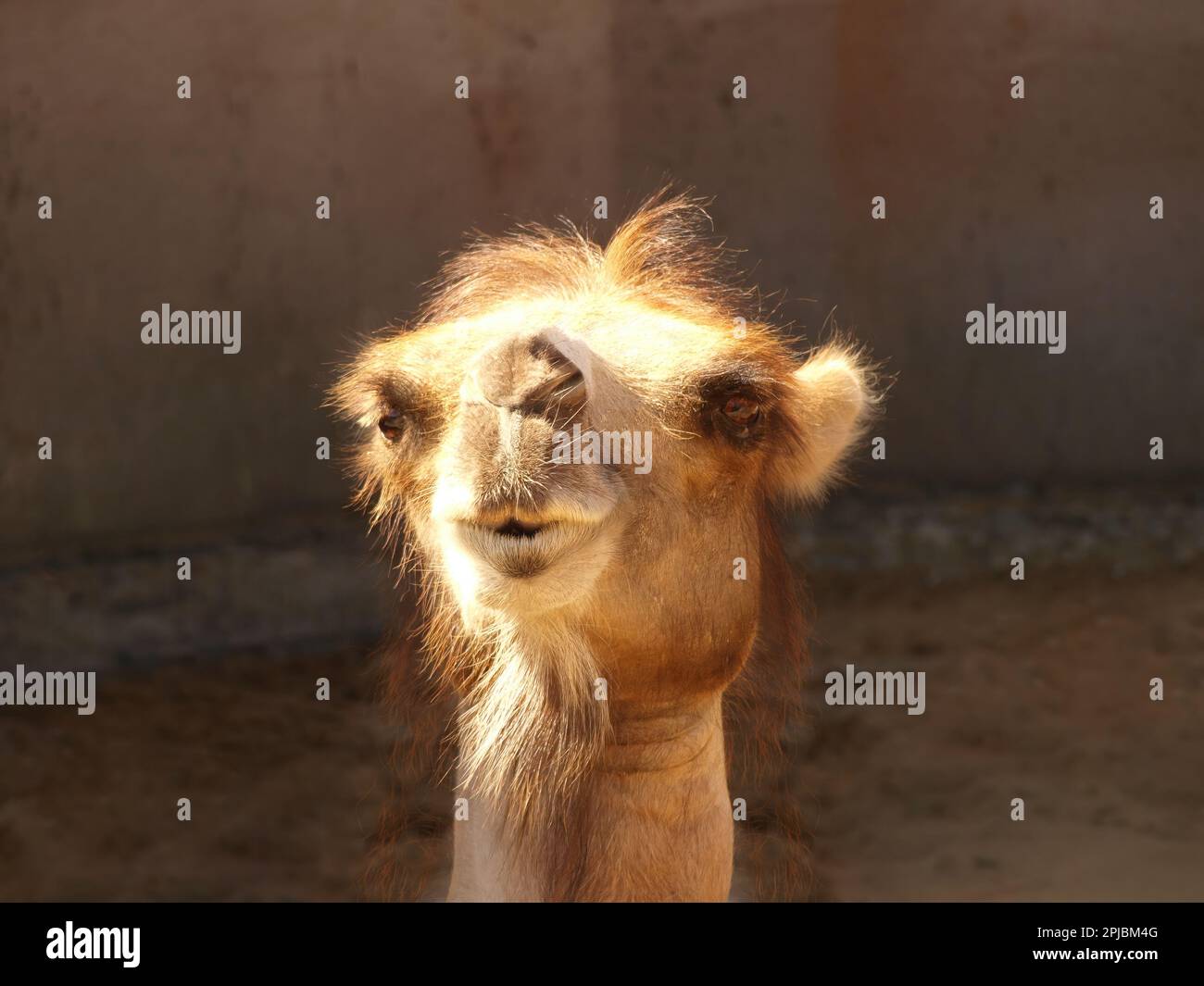 Grinning camel hi-res stock photography and images - Alamy