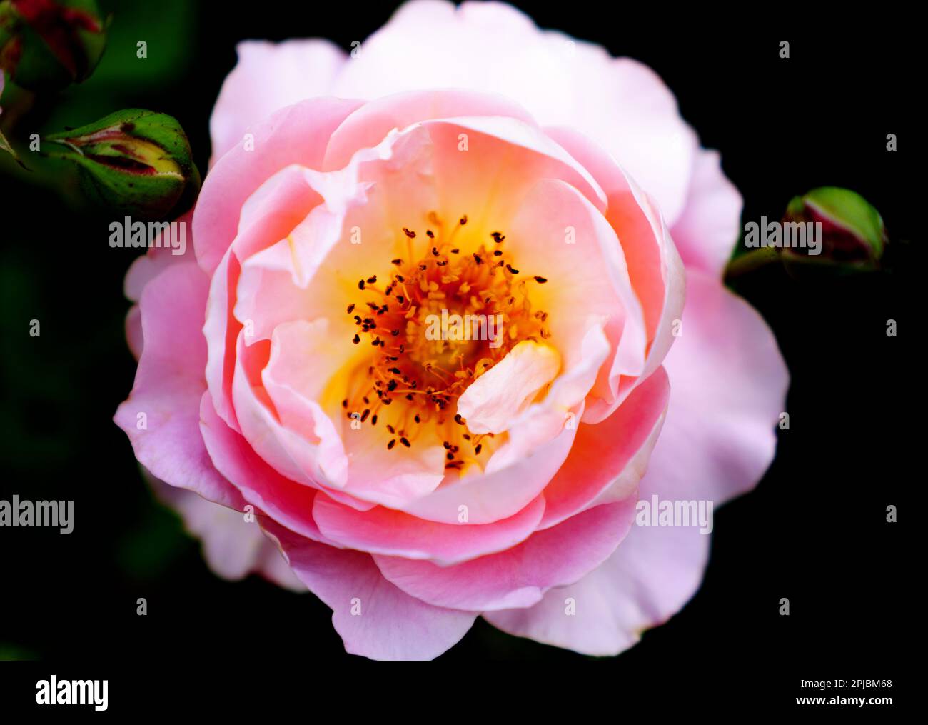 Bengal Rose close up with dark background Stock Photo - Alamy