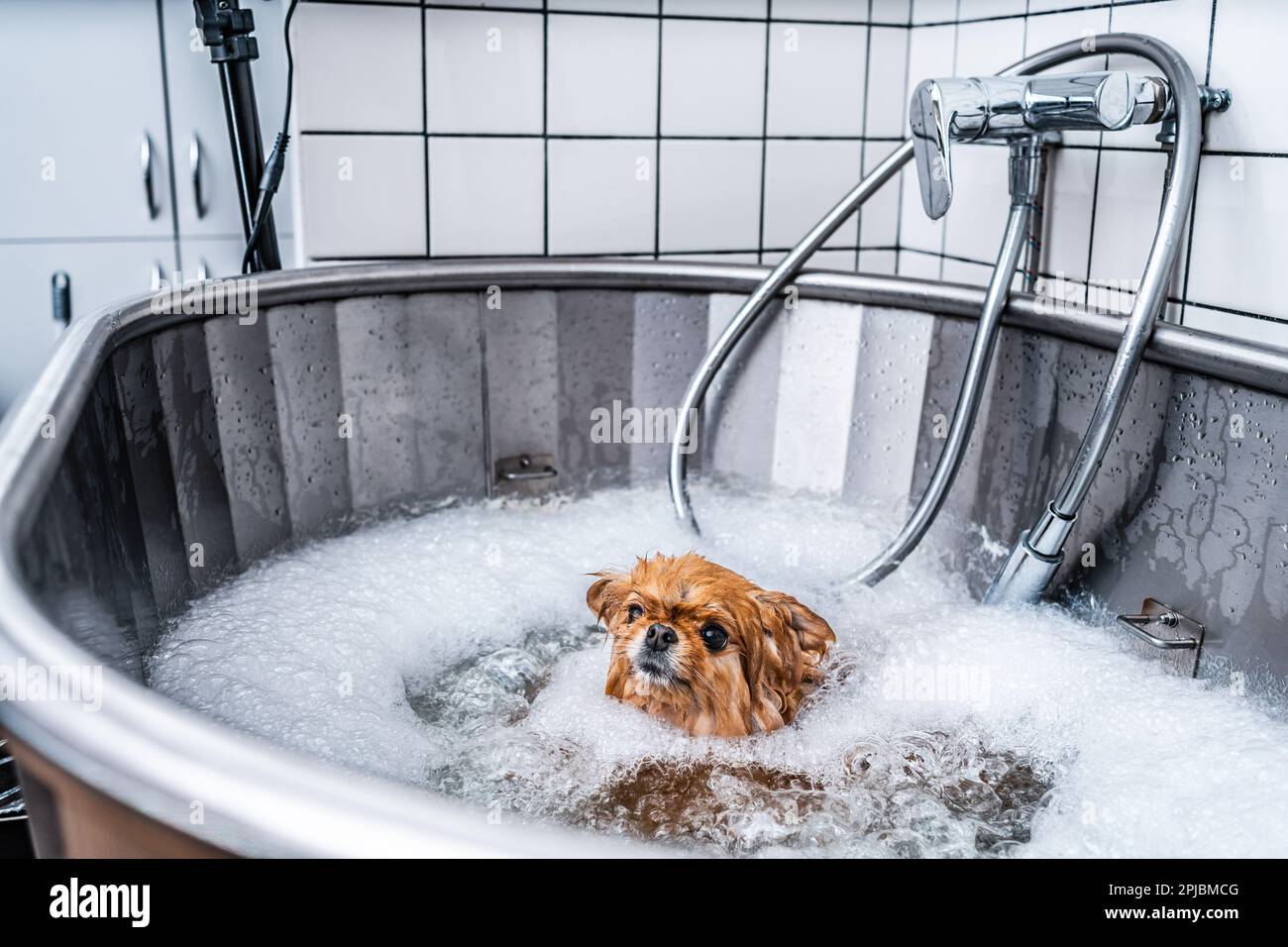 Little funny spitz in the spa salon. Dog care. The animal takes a bath ...