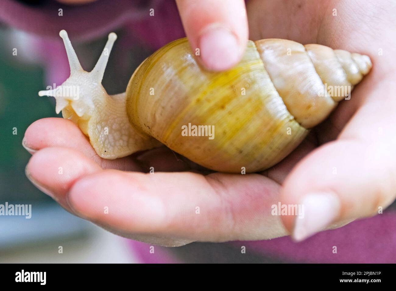 African snail in hand Stock Photo - Alamy