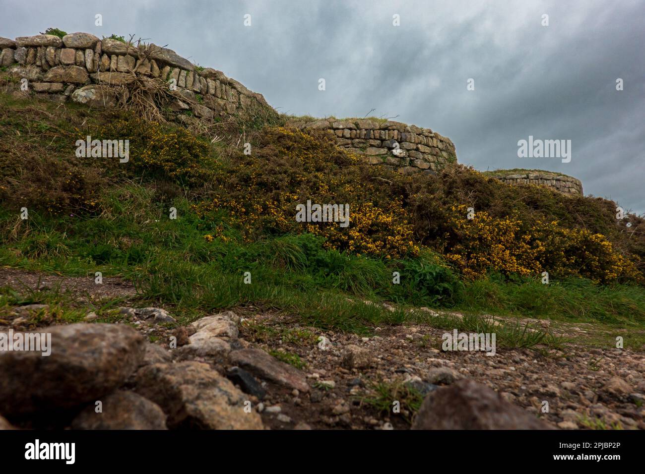 Bosorne common hi-res stock photography and images - Alamy