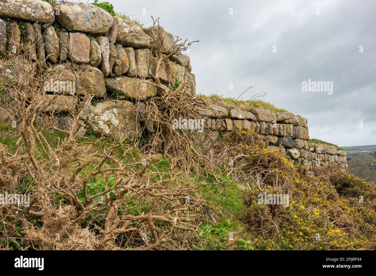 Bosorne common hi-res stock photography and images - Alamy