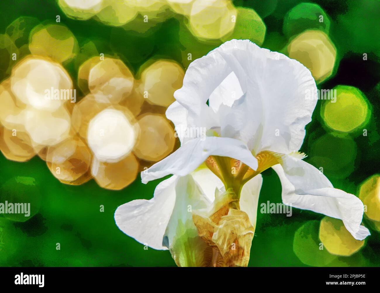 Amazing white iris in Botanical garden of Cologne "Flora" and green ...