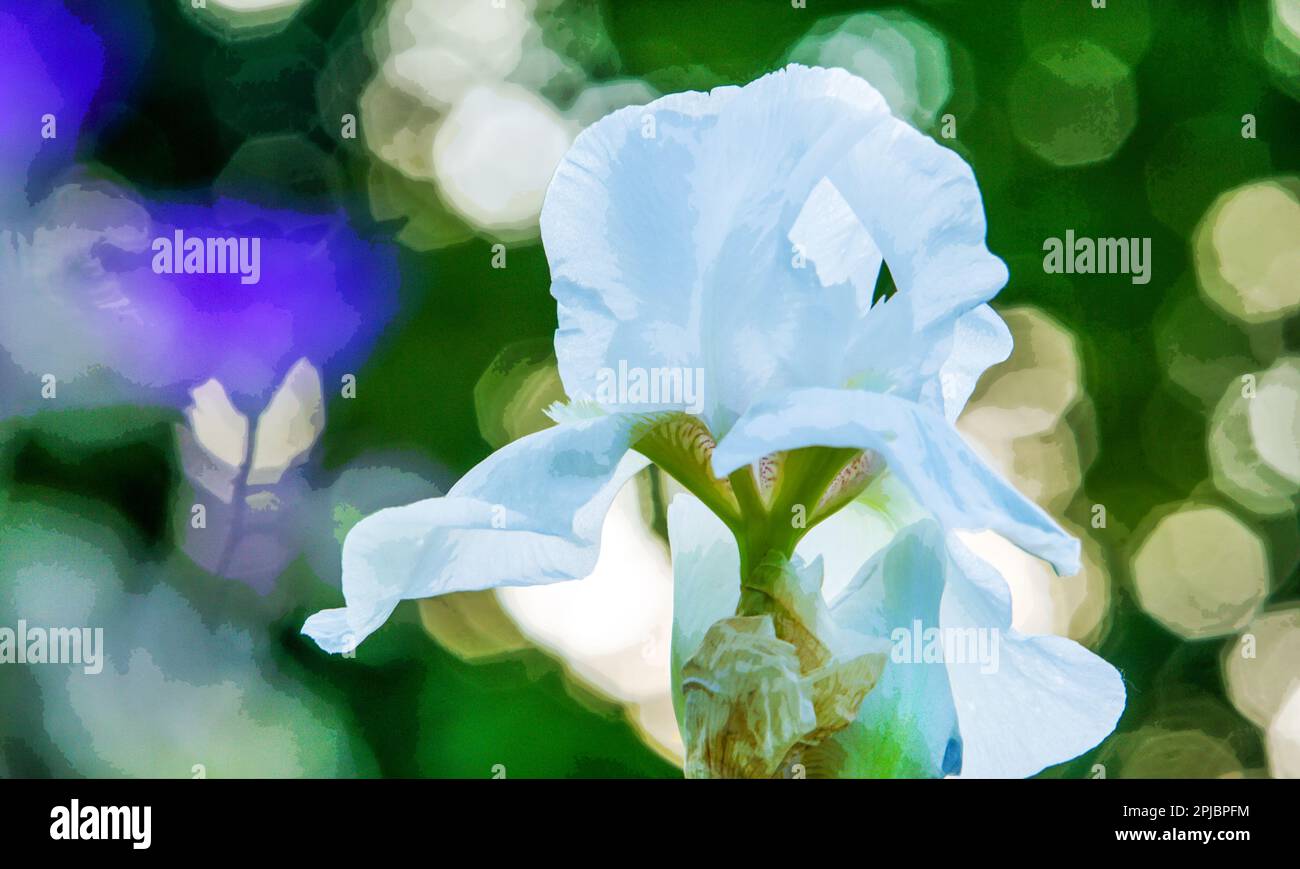 Amazing white iris in Botanical garden of Cologne "Flora" and green ...