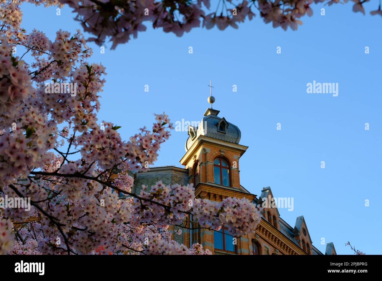Cherry blossom during early spring framing building at gothenburg ...