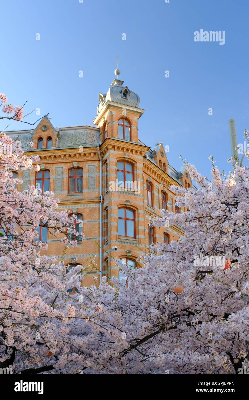 Cherry blossom during early spring framing building at gothenburg ...