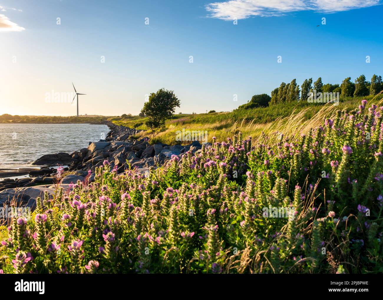 View point in torslanda with flowers in foreground and wind rurbine in ...