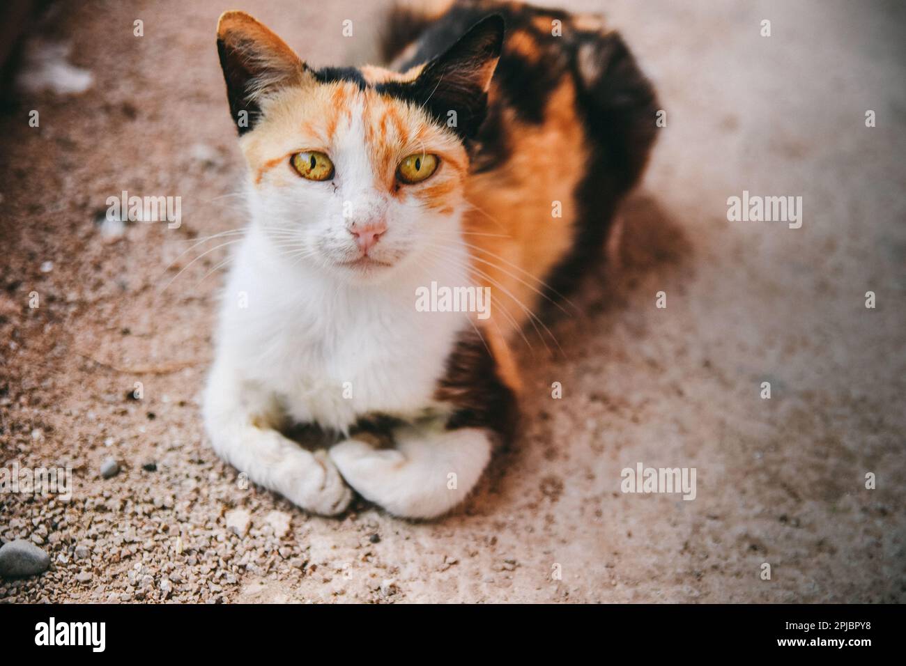Super cute kittens hi-res stock photography and images - Alamy
