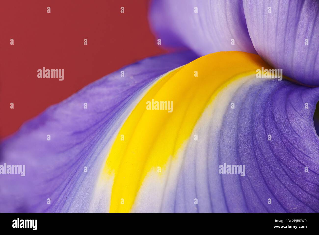 Macro photography of an iris flower Stock Photo - Alamy