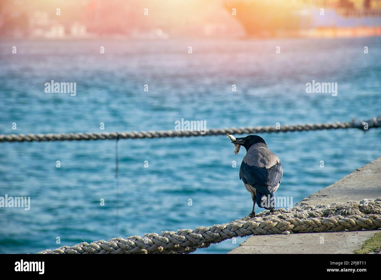 Crow with fish in mouth Stock Photo - Alamy