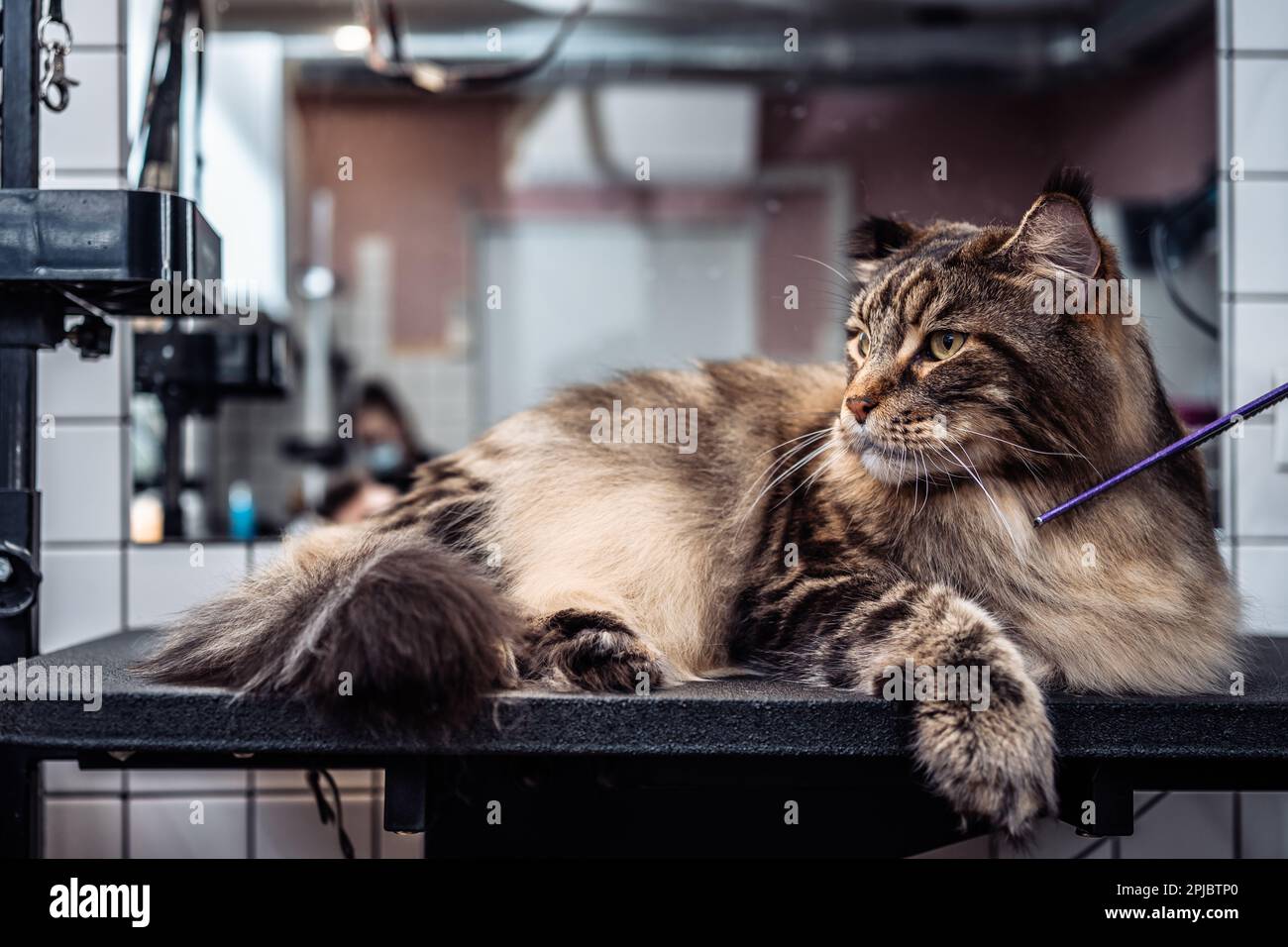 Combing a cat in a grooming salon Stock Photo - Alamy