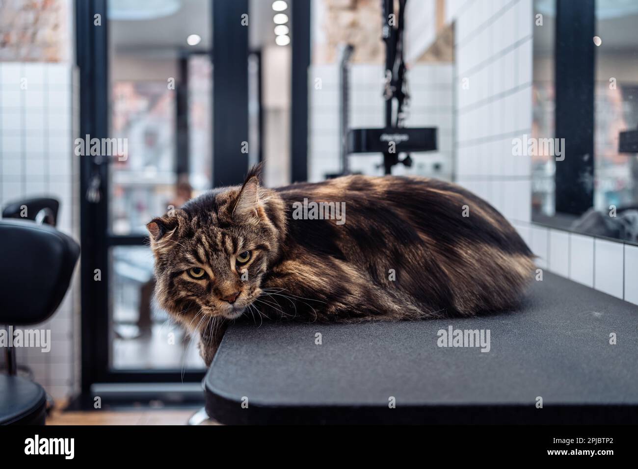 Combing a cat in a grooming salon Stock Photo - Alamy