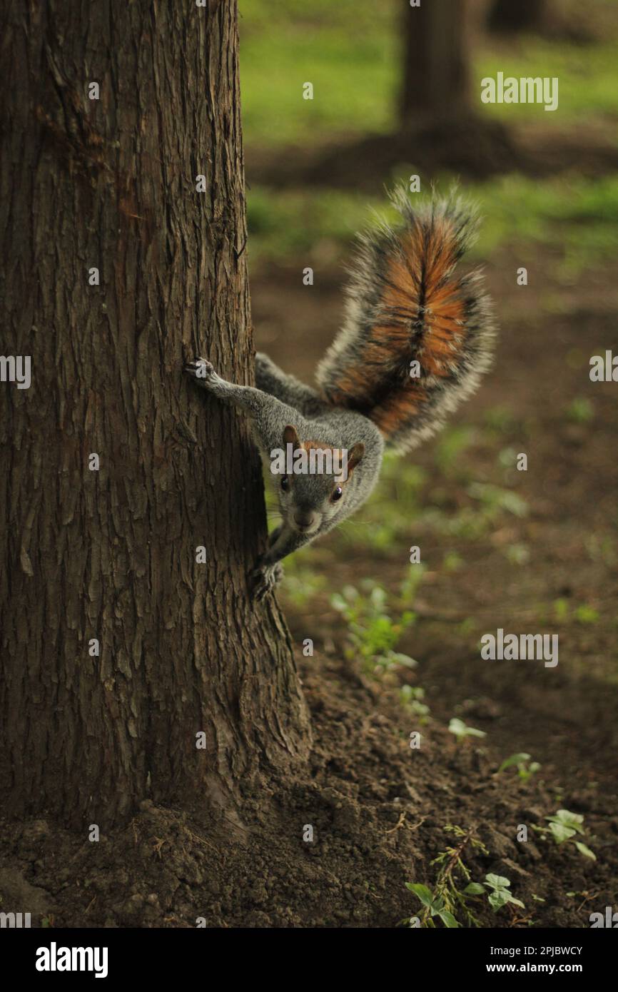 A gray squirrel crawling down a tree surveying its surroundings Stock ...