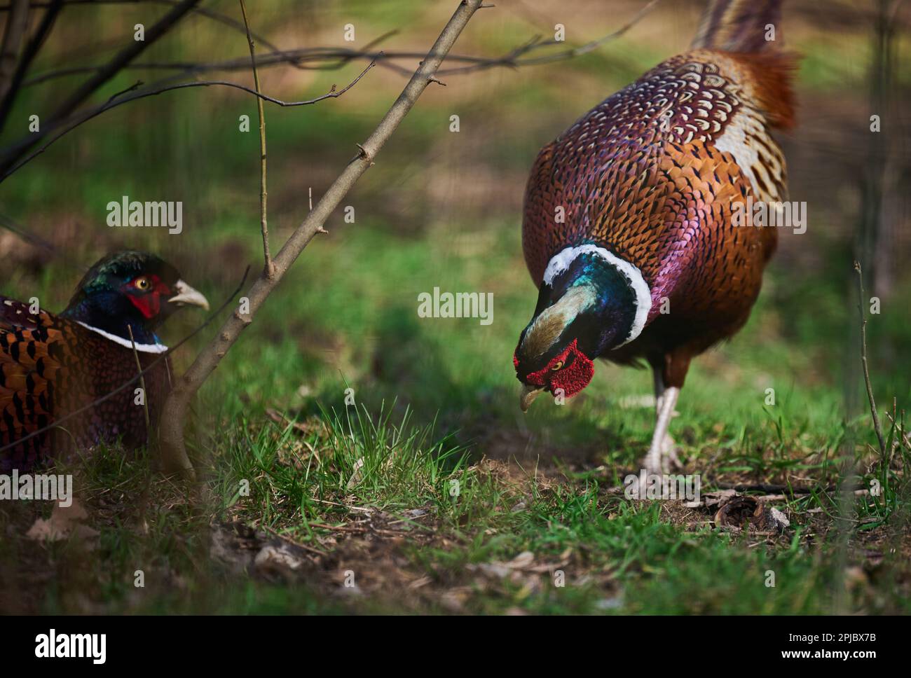 Adult male pheasant walking in the middle of a green lawn Stock Photo ...
