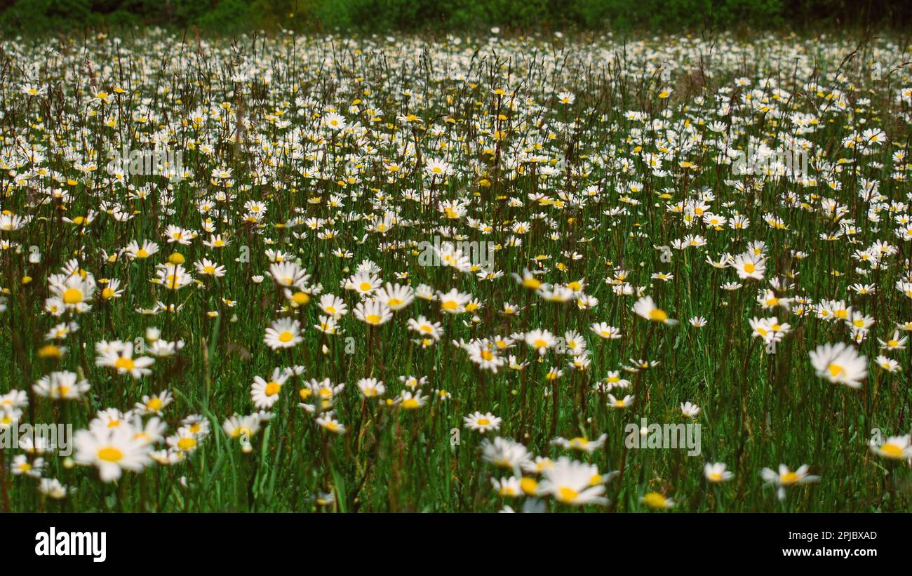 So many daisies hi-res stock photography and images - Alamy