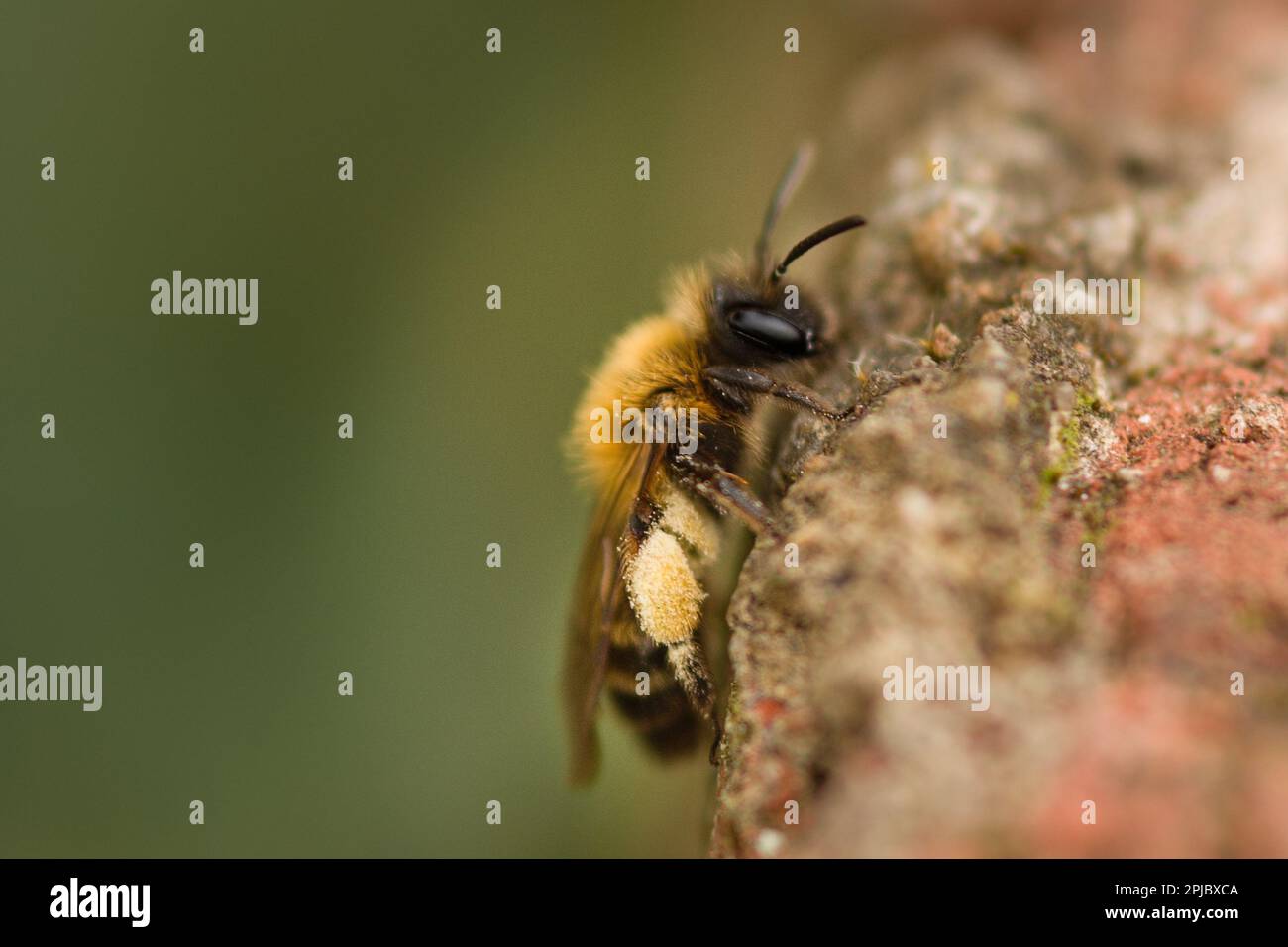 Macro shot solitary bee hi-res stock photography and images - Alamy