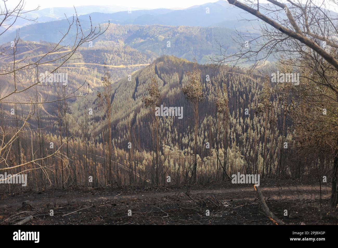 Forest brigade members hi-res stock photography and images - Alamy
