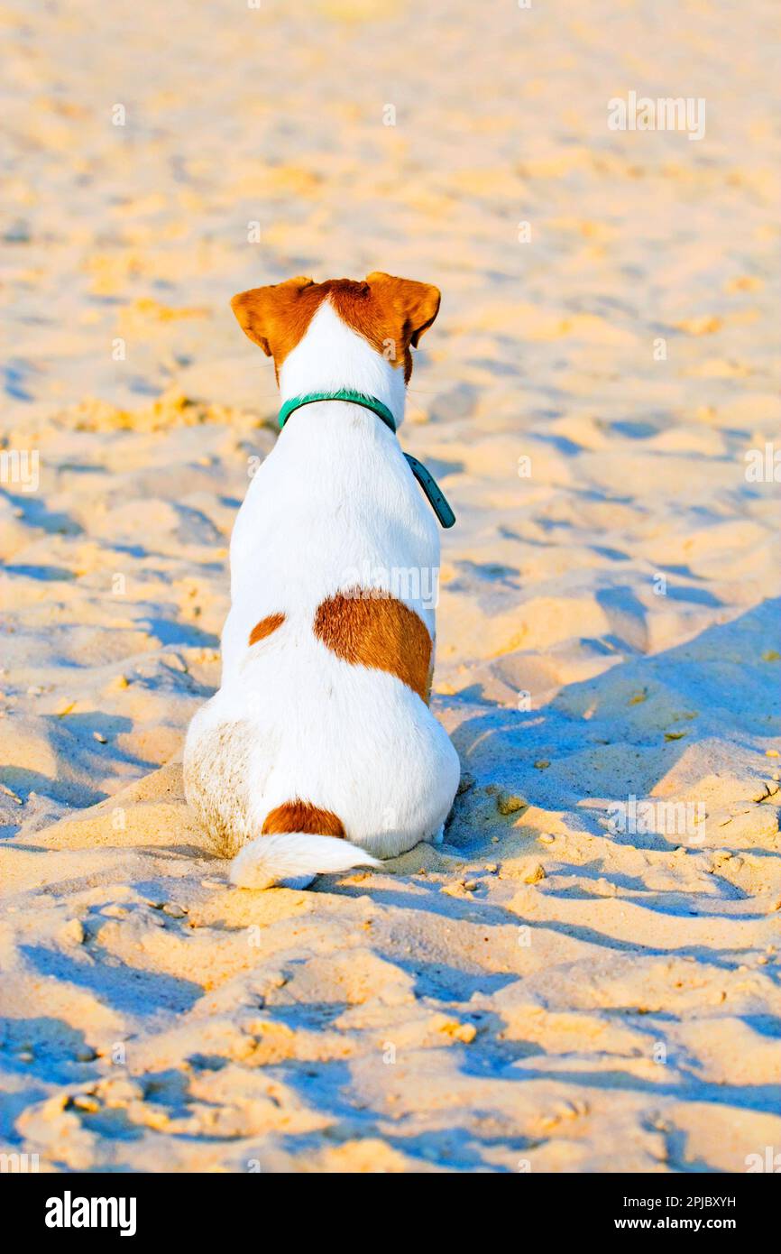 Jack Russell with his back on a sandy beach Stock Photo - Alamy