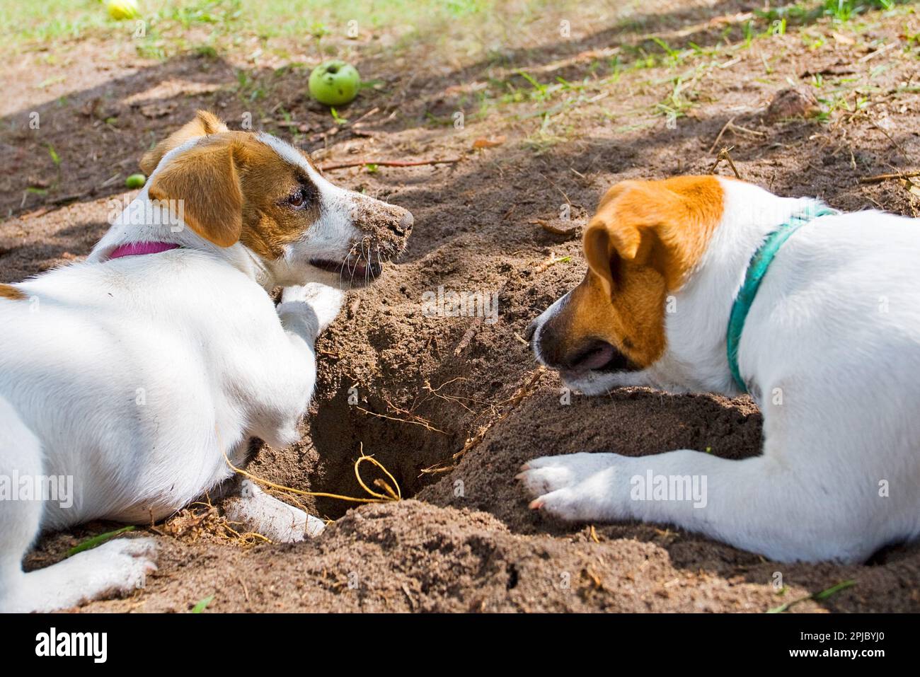 Jack Russell's puppies dig a hole in the ground Stock Photo - Alamy