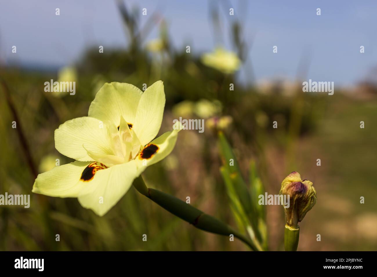 Flora of Israel. Dietes bicolor, the African iris, fortnight lily or ...