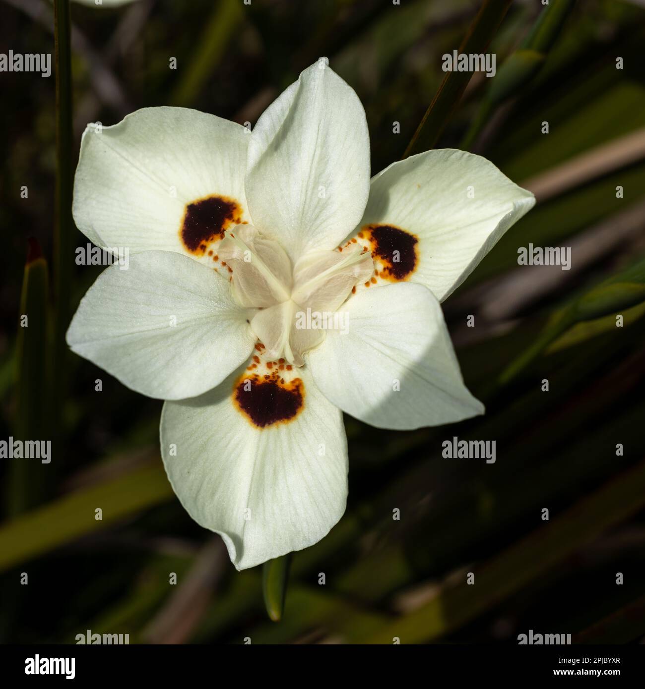 Flora of Israel. Square frame. Dietes bicolor, the African iris ...