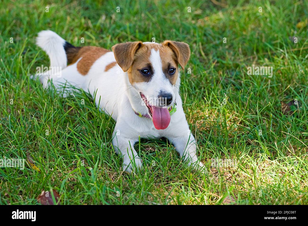 Jack Russell lays on a green grass Stock Photo - Alamy