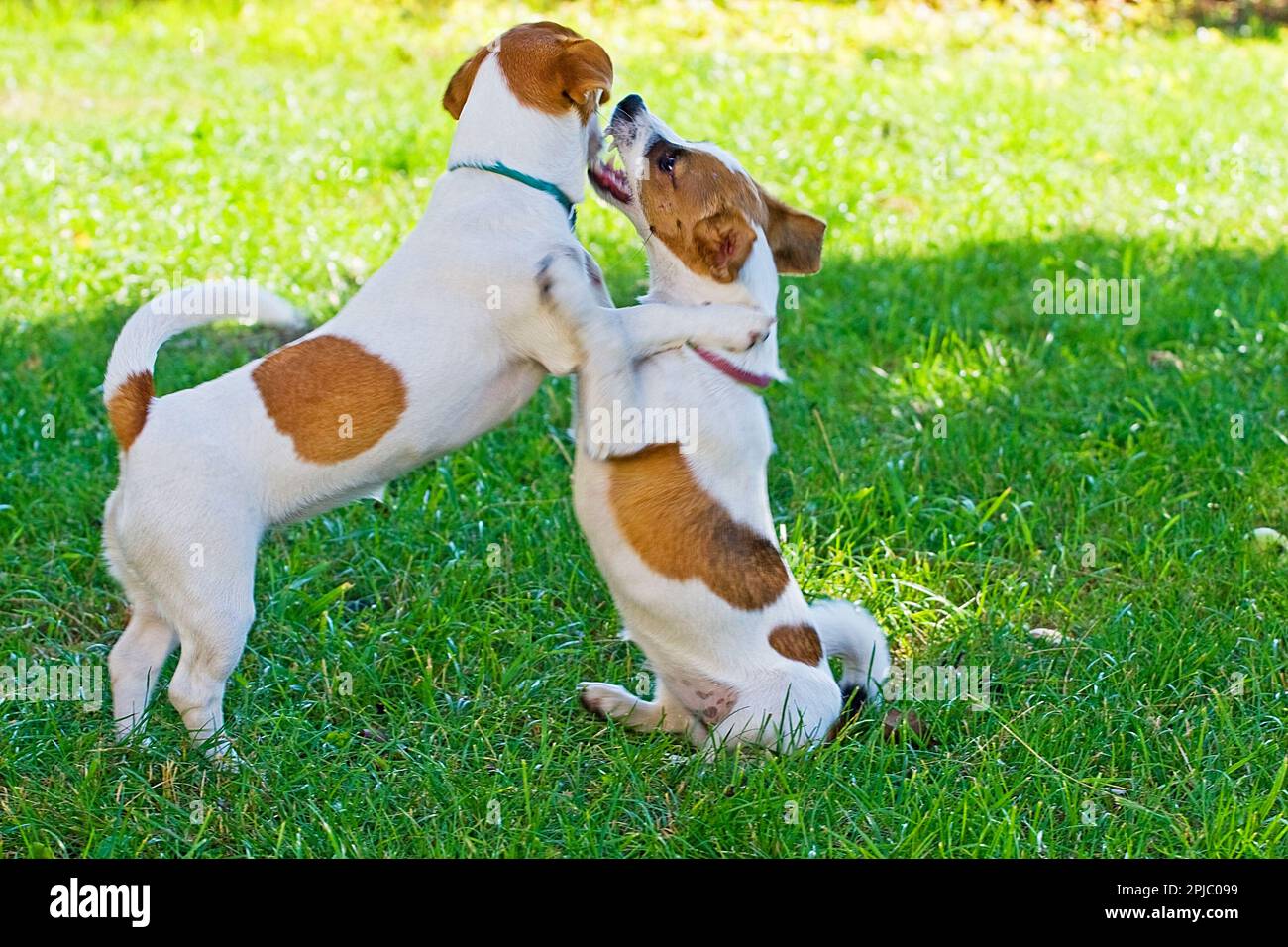 Jack Russell jumping on top of each other in the grass Stock Photo - Alamy