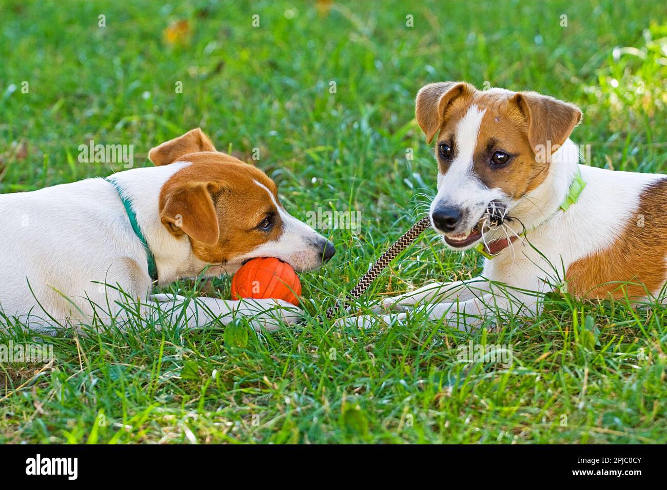 Jack Russell playing in an orange ball Stock Photo - Alamy