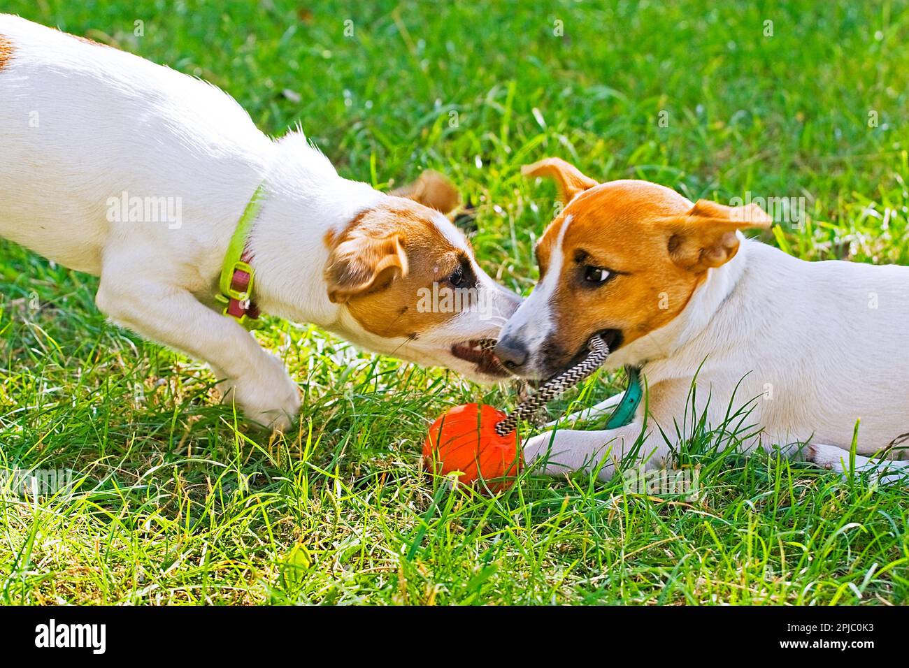 Jack Russell playing in an orange ball Stock Photo - Alamy