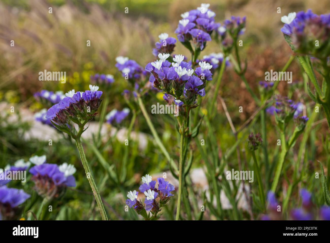 Limonium sinuatum, commonly known as wavyleaf sea lavender, statice ...