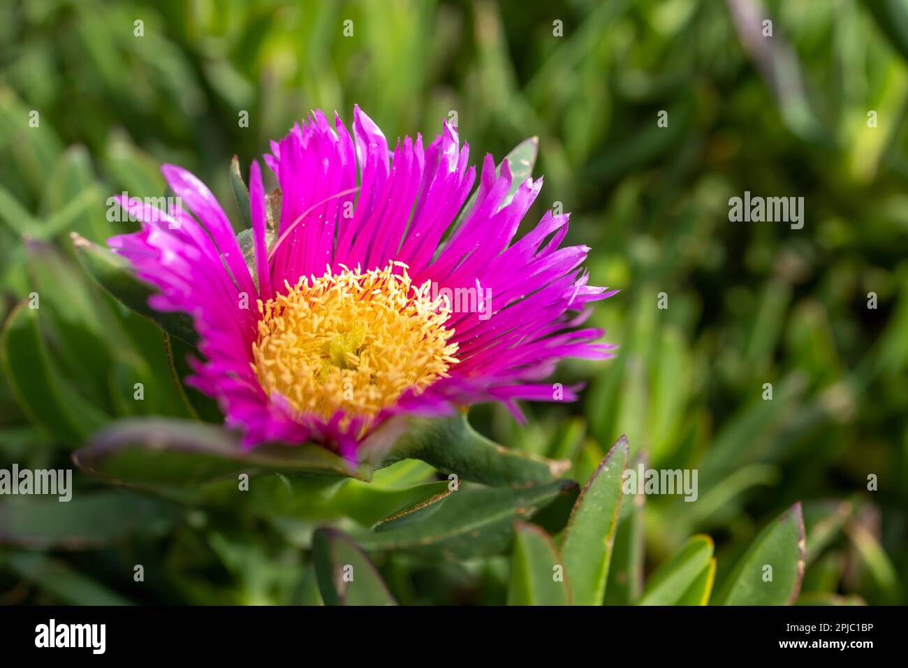 Malephora crocea is a species of flowering plant in the ice plant ...