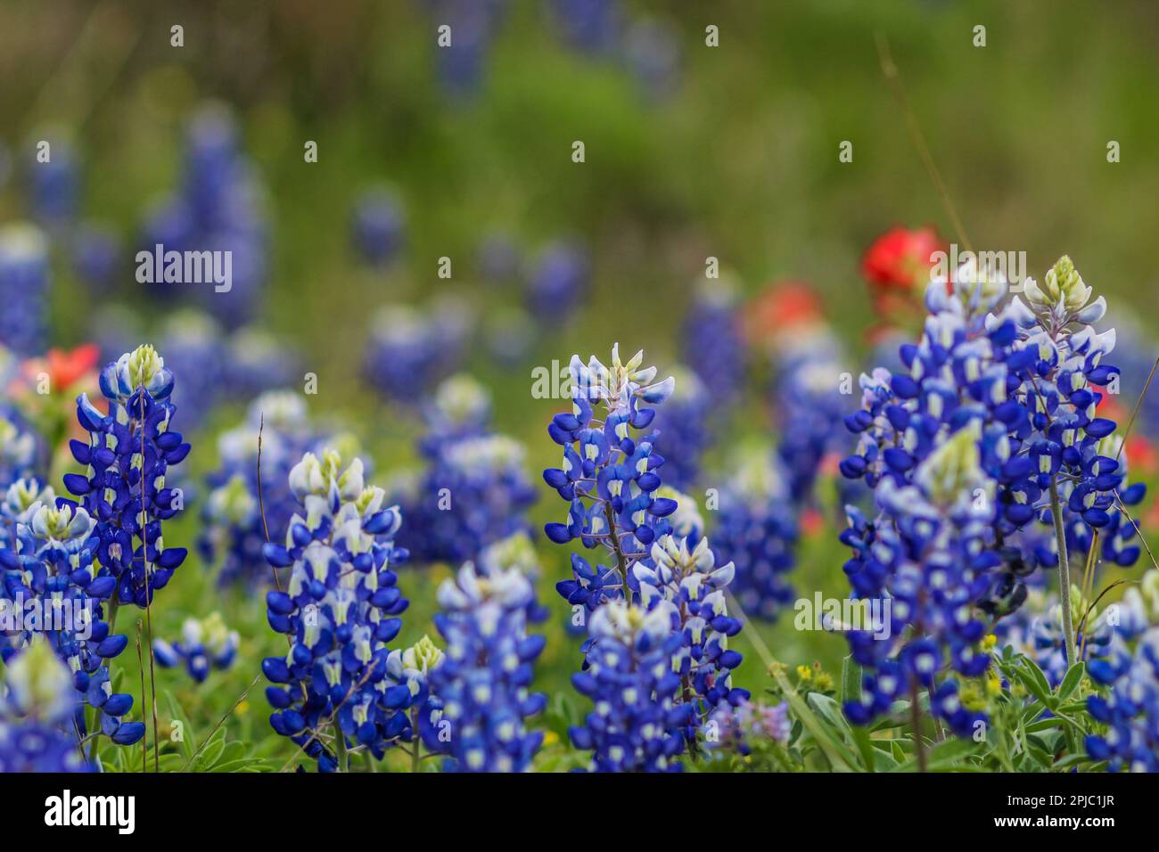 Texas Bluebonnets along the side of the road Stock Photo - Alamy
