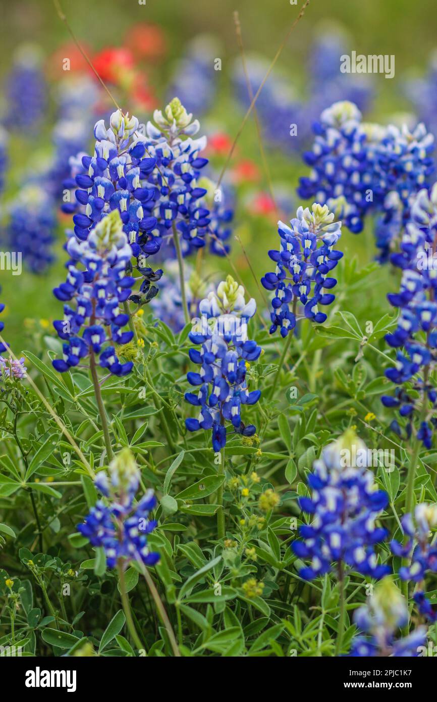 Texas Bluebonnets along the side of the road Stock Photo - Alamy