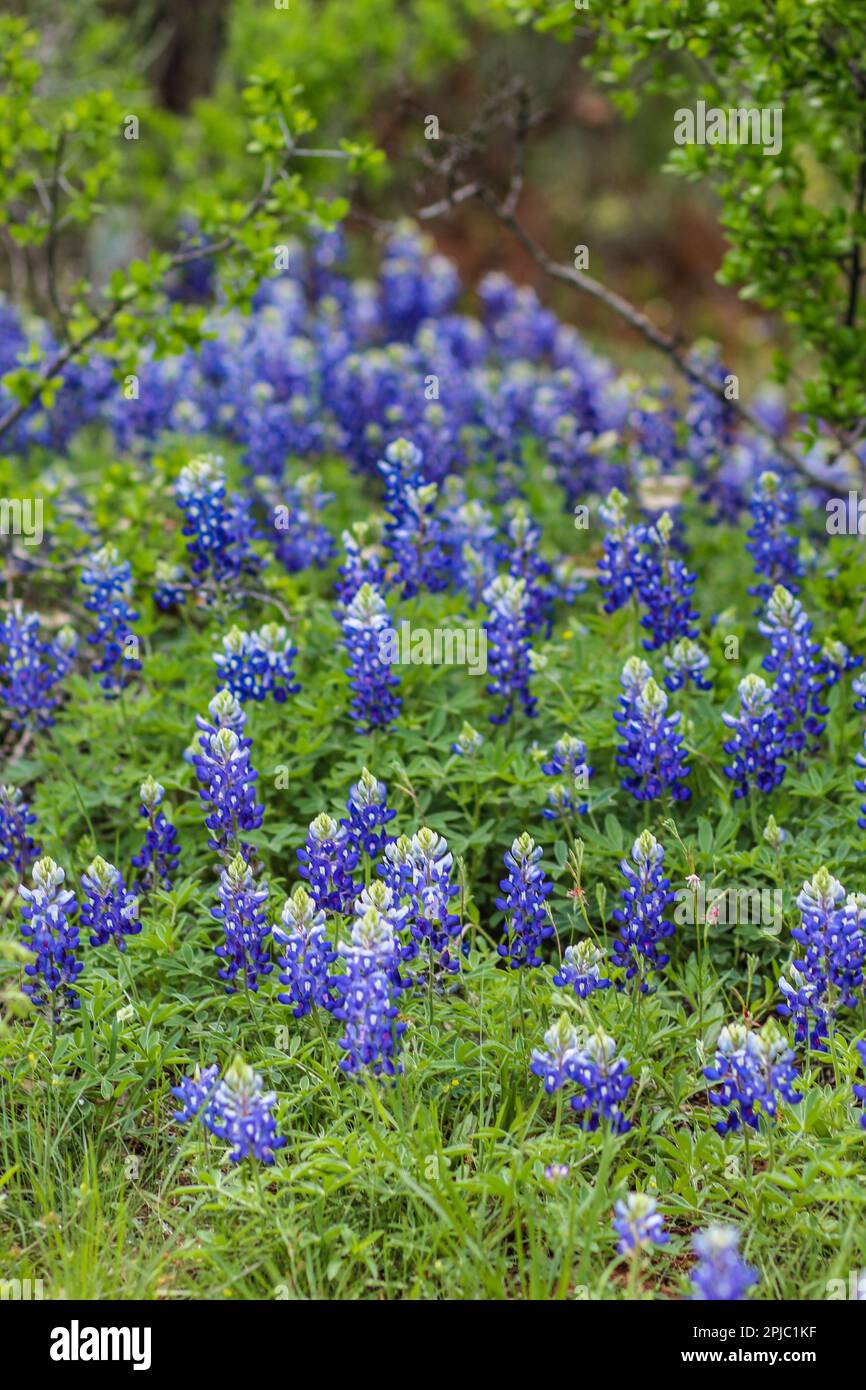Texas Bluebonnets along the side of the road Stock Photo - Alamy