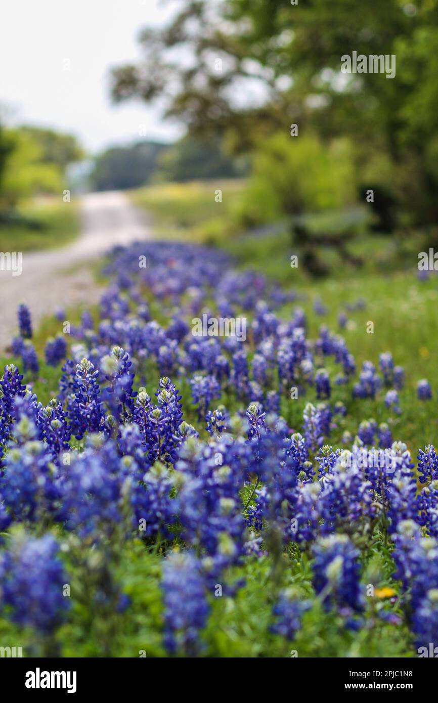 Texas Bluebonnets along the side of the road Stock Photo - Alamy