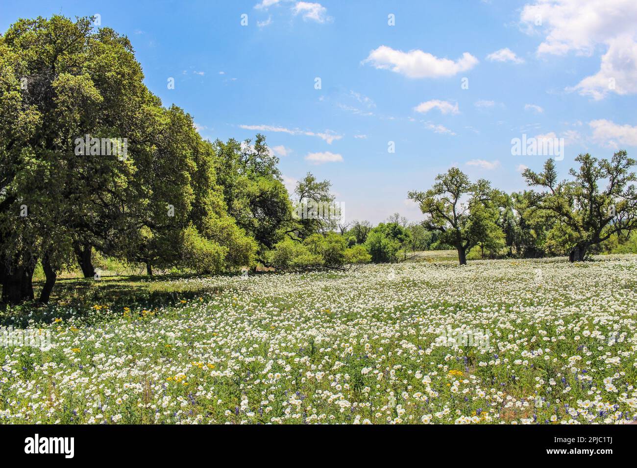 Fields of blooming Texas Prickly Poppy Stock Photo - Alamy