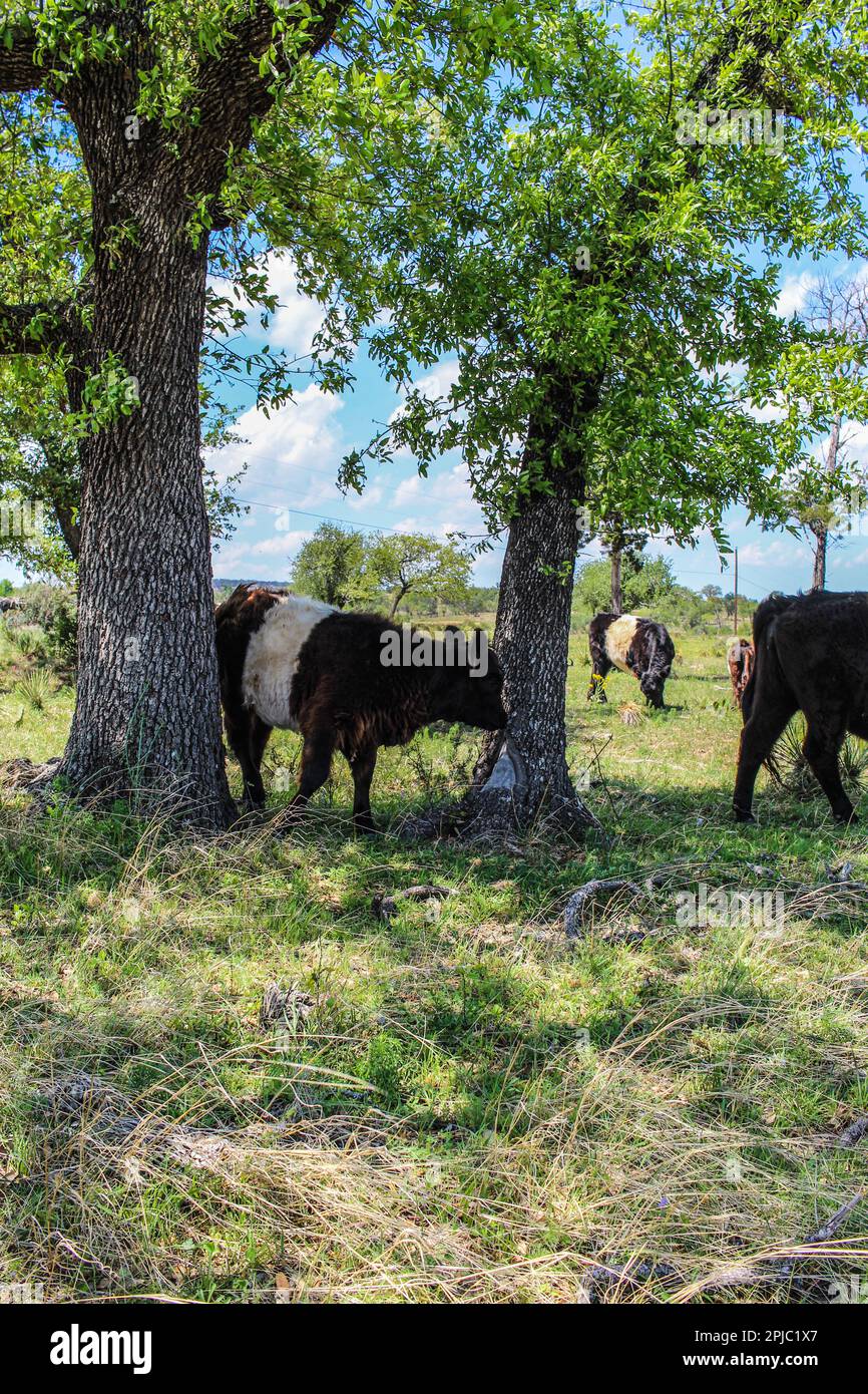 Belted Galloway calf under a tree Stock Photo - Alamy