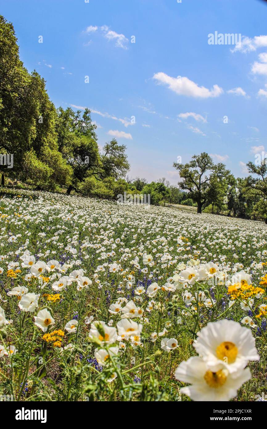 Fields of blooming Texas Prickly Poppy Stock Photo - Alamy