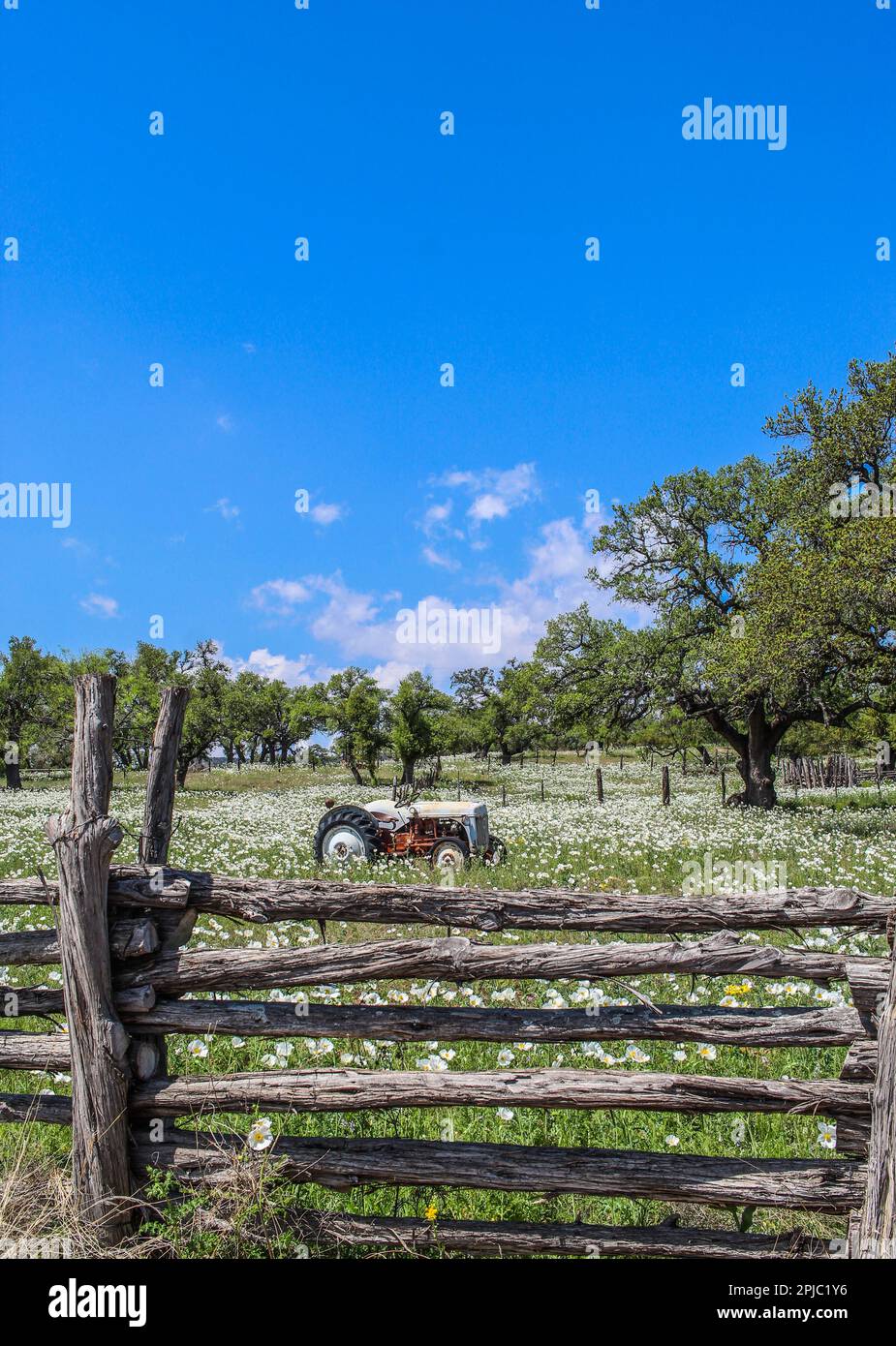 Tractor behind a fence sitting in a field of Texas Prickly Poppies ...